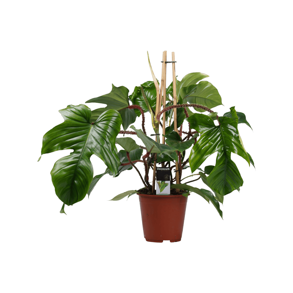 Decorum Philodendron Squamiferum - Pyramide - Plantxpert